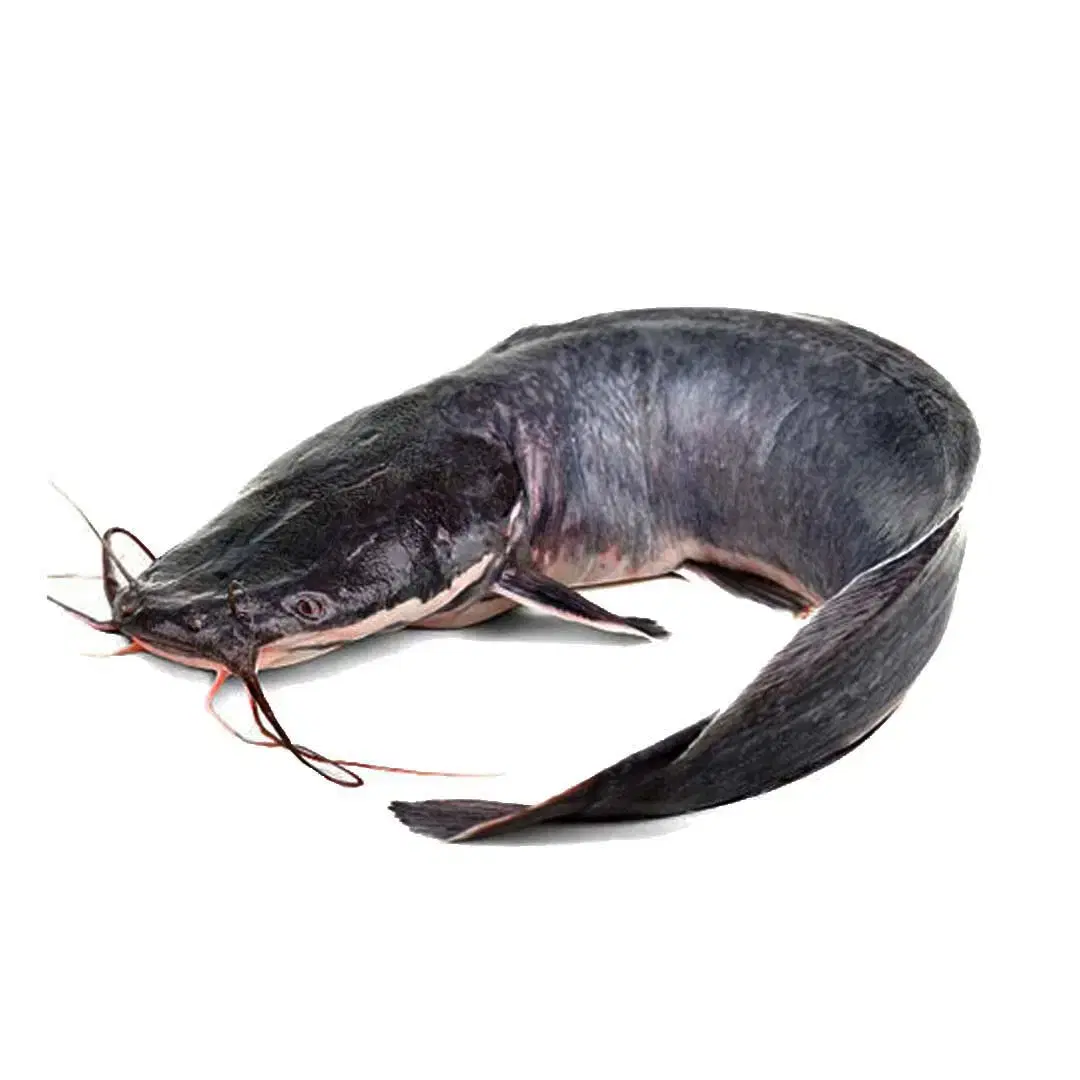 Fresh Catfish - Freshly Processed (Small) | Pricepally